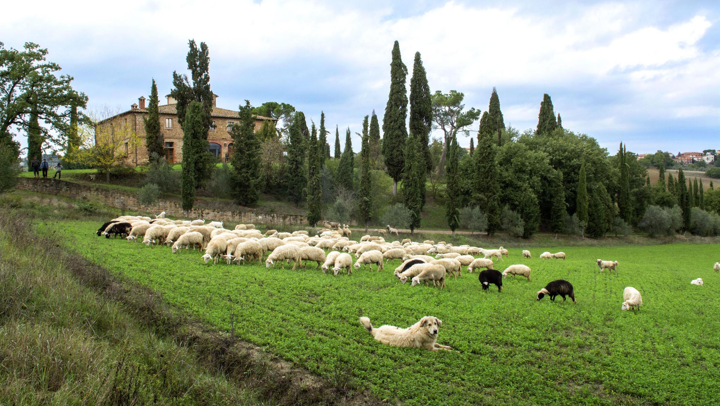 Holiday house Agriturismo Il Castelletto | Torrita di Siena | Farmhouse ...